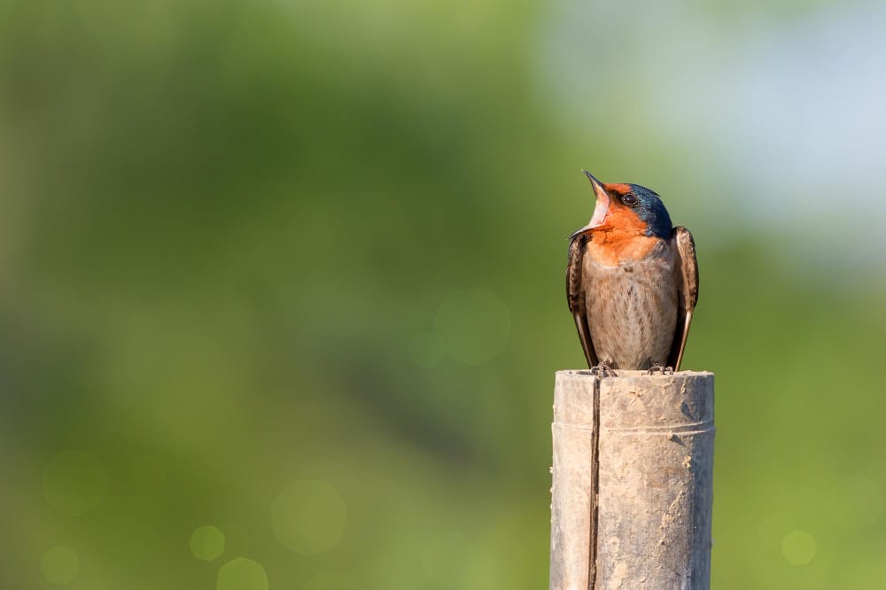 Bird Photography Tips: Capturing Stunning Avian Images in the Wild